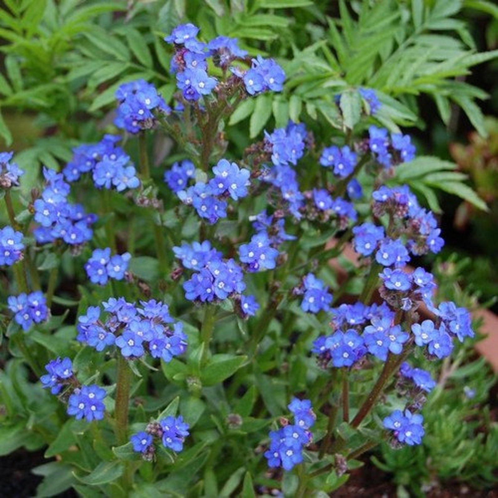 Bugloss Blue Angel Flower Seeds Anchusa Capensis 50Seeds | Etsy
