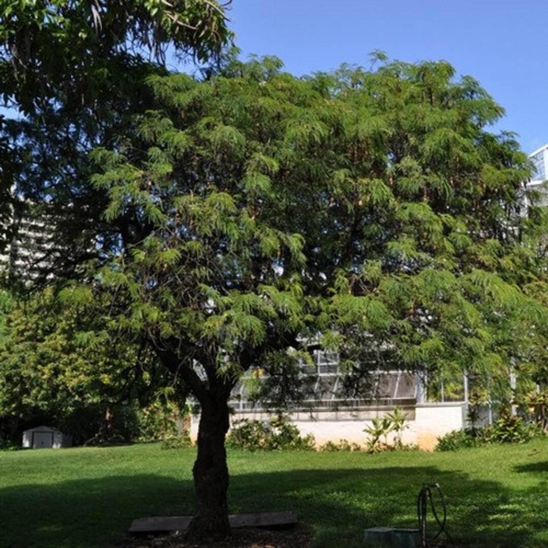 Desert Fern Tree Seeds (lysiloma Thornberi) 10+seeds - Etsy