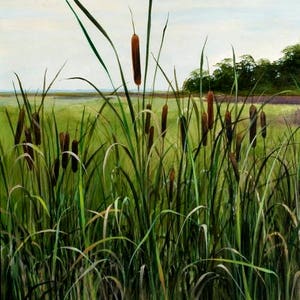 Broadleaf Cattail Reed Seeds (typha Latifolia) 500+seeds - Etsy