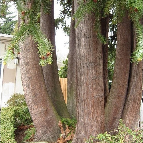 China Fir Tree Seeds cunninghamia Lanceolata 20seeds - Etsy Canada