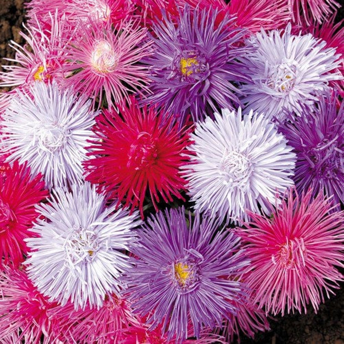 Aster Sea Star Mix Flower Seeds callistephus Chinensis - Etsy
