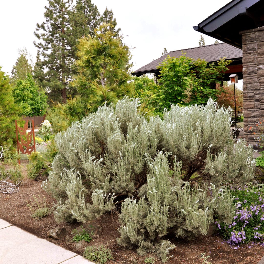 Big Sagebrush Seeds (artemisia Tridentata) 200+seeds - Etsy