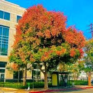 Chinese Flame Tree Seeds (koelreuteria Bipinnata) 15+seeds - Etsy