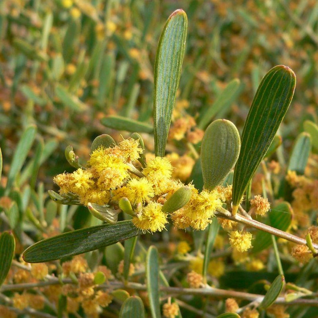 Desert Carpet Acacia Seeds (prostrate Acacia) 20+ Seeds - Etsy