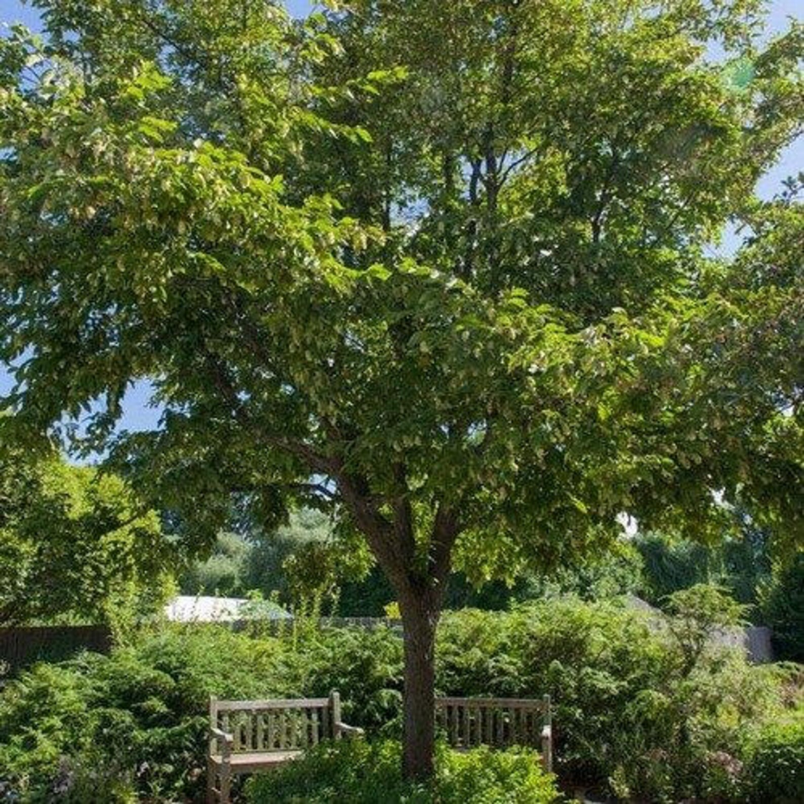 Ironwood Hophornbeam Tree Seeds ostrya Virginiana 30seeds - Etsy