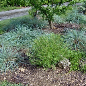 Love Grass Blue Ornamental Grass (eragrostis Elliotii Blue) 50+seeds - Etsy