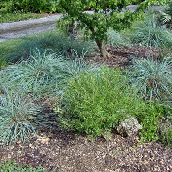Seeds & Seed Bombs Eragrostis Love Gracefuls Natives Grass Winds Dancer ...