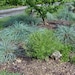 Love Grass Blue Ornamental Grass eragrostis Elliotii Blue 50seeds - Etsy