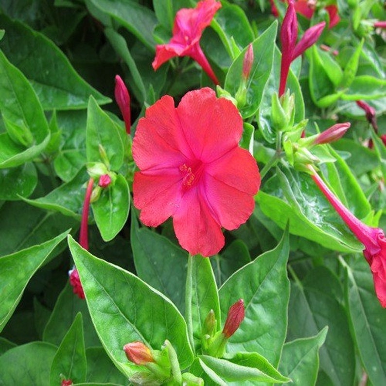 Four O Clock Red Flower Seeds mirabilis Jalapa 50seeds | Etsy