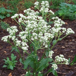Wild Quinine Plant Seeds (parthenium Integrifolium) 40+seeds - Etsy