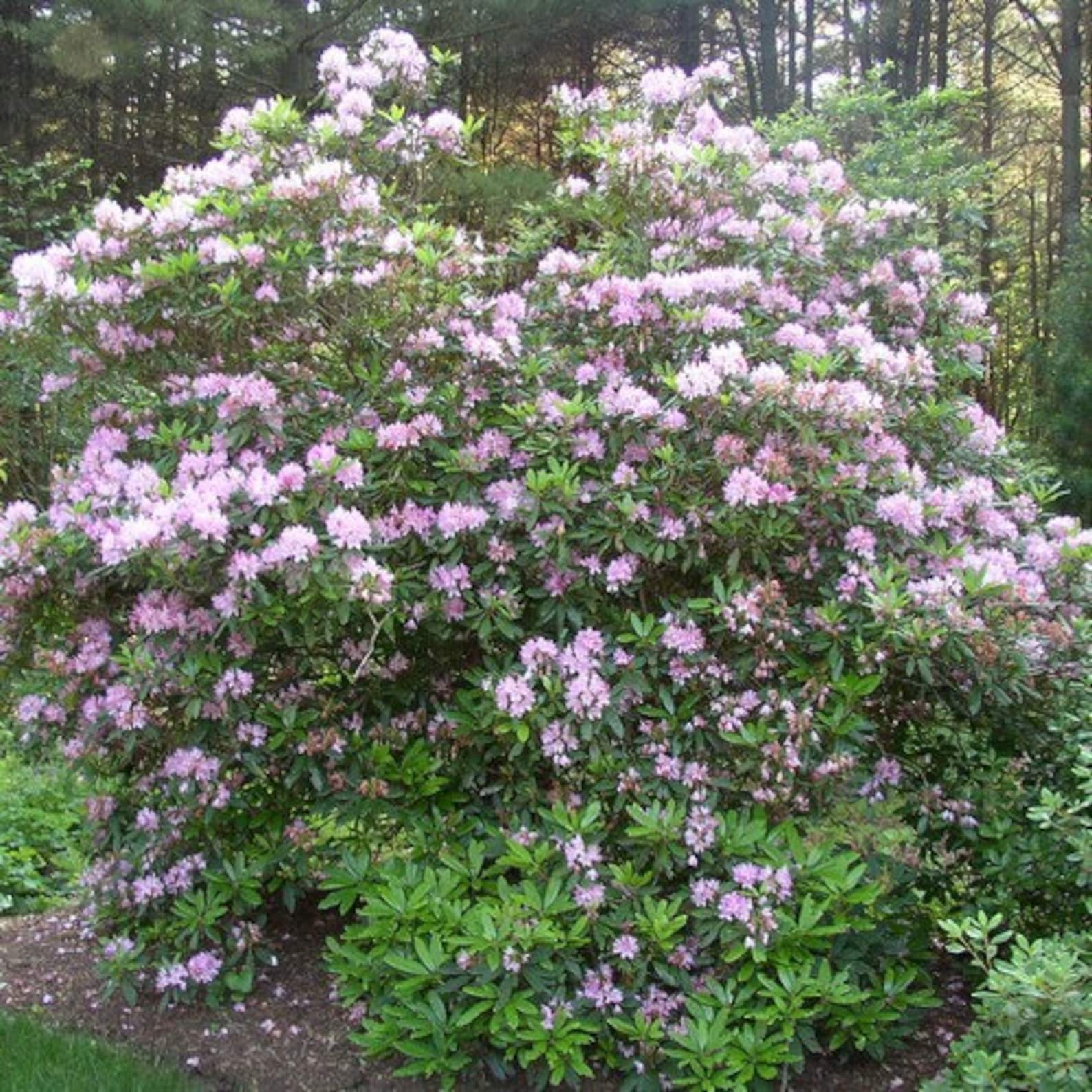 Rosebay Rhododendron Bush Seeds rhododendron Maximum 30 - Etsy