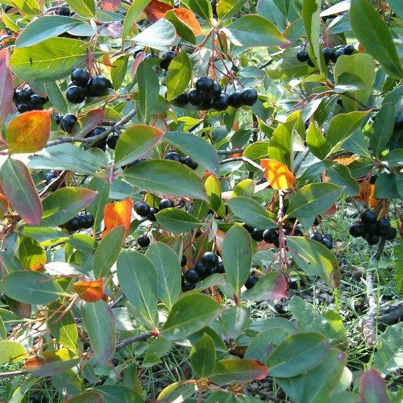 Black Chokeberry Bush Seeds ARONIA Melanocarpa 30seeds - Etsy