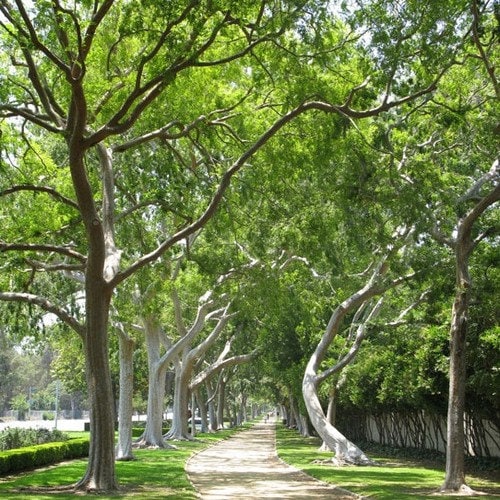 Chinese Elm Tree Pod