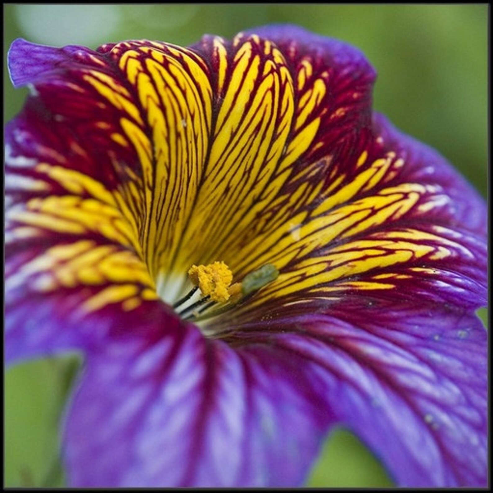 Painted Tongue Velvet Dolly Mix Flower Seeds (salpiglossis Sinuata) 100 ...