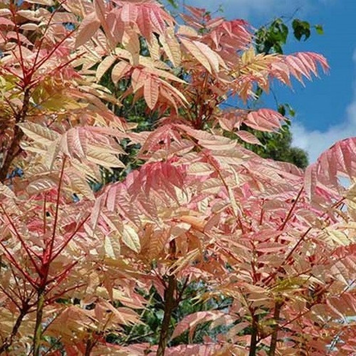 Chinese Mahogany Tree Seeds toona Sinensis 50seeds - Etsy