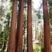 Giant Sequoia Tree Seeds sequoiadendron Giganteum 15seeds - Etsy