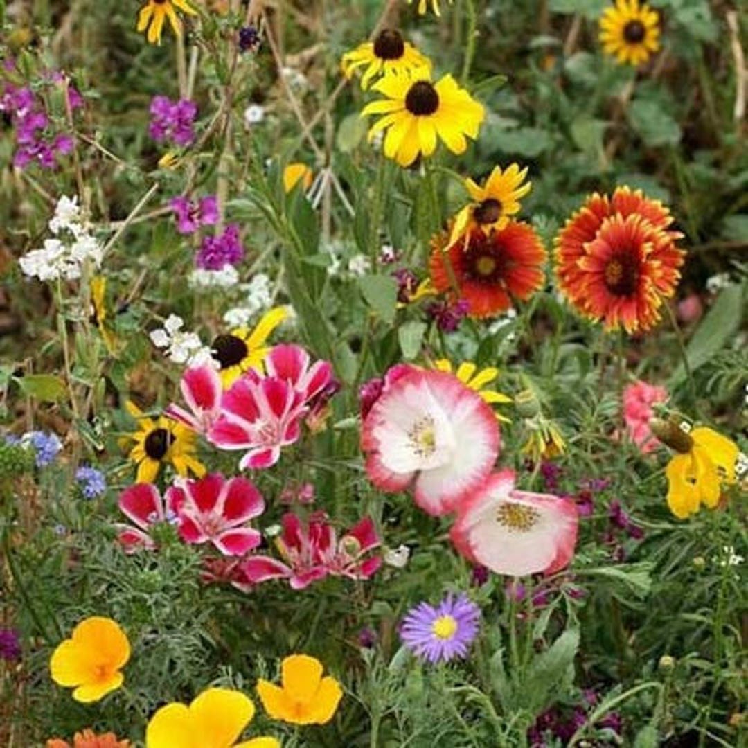 Wildflower Pollinator Mix Seeds 7g Seeds - Etsy