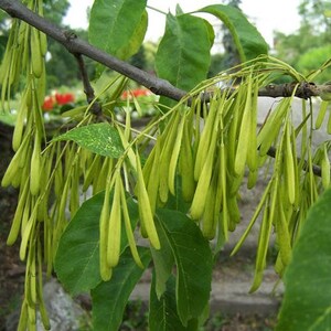 Northern Red Ash Tree Seeds (fraxinus Pennsylvanica) 30+seeds - Etsy