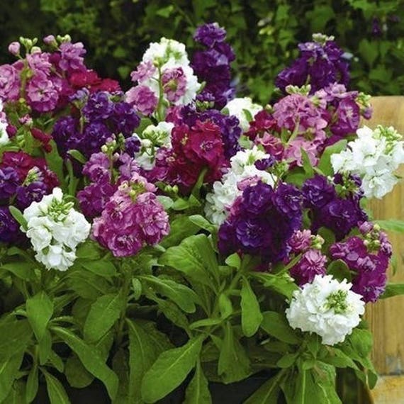 Stock Mix Flower Seeds matthiola Incana Ten Week Mix - Etsy