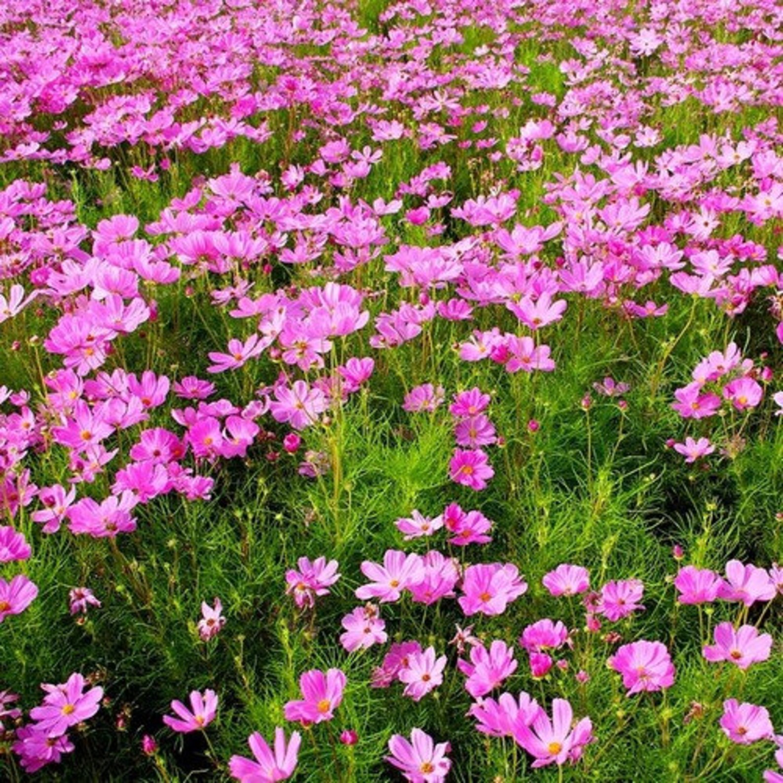 Cosmos Sensation Pinkie Flower Seeds cosmos Bipinnatus - Etsy