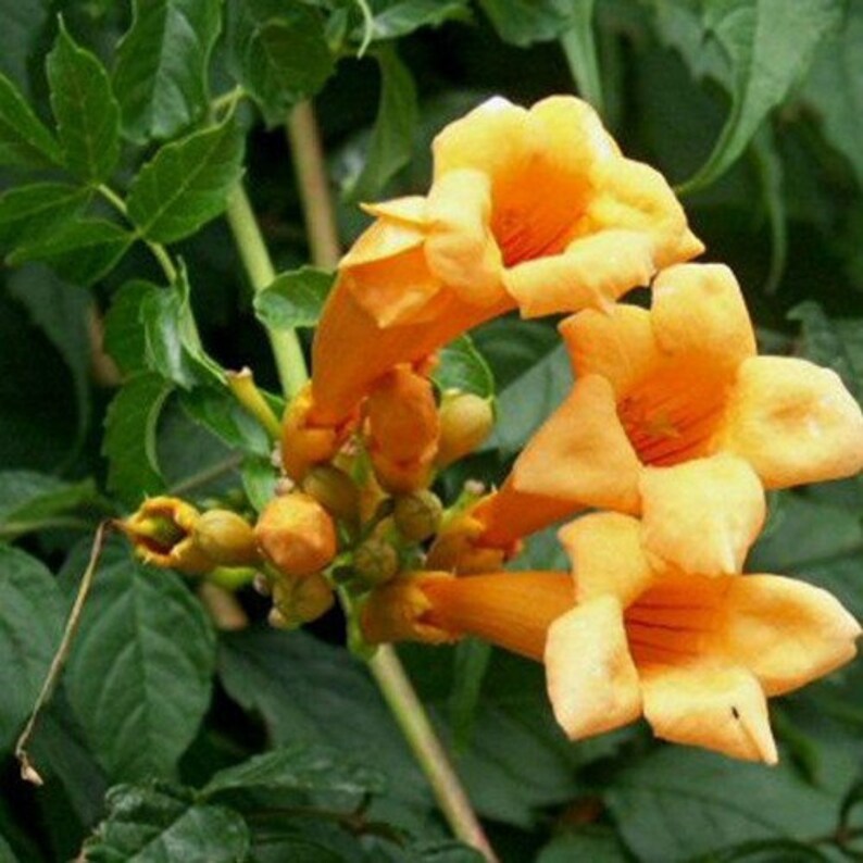 Yellow Trumpet Creeper Seeds campsis Radicans 15seeds - Etsy