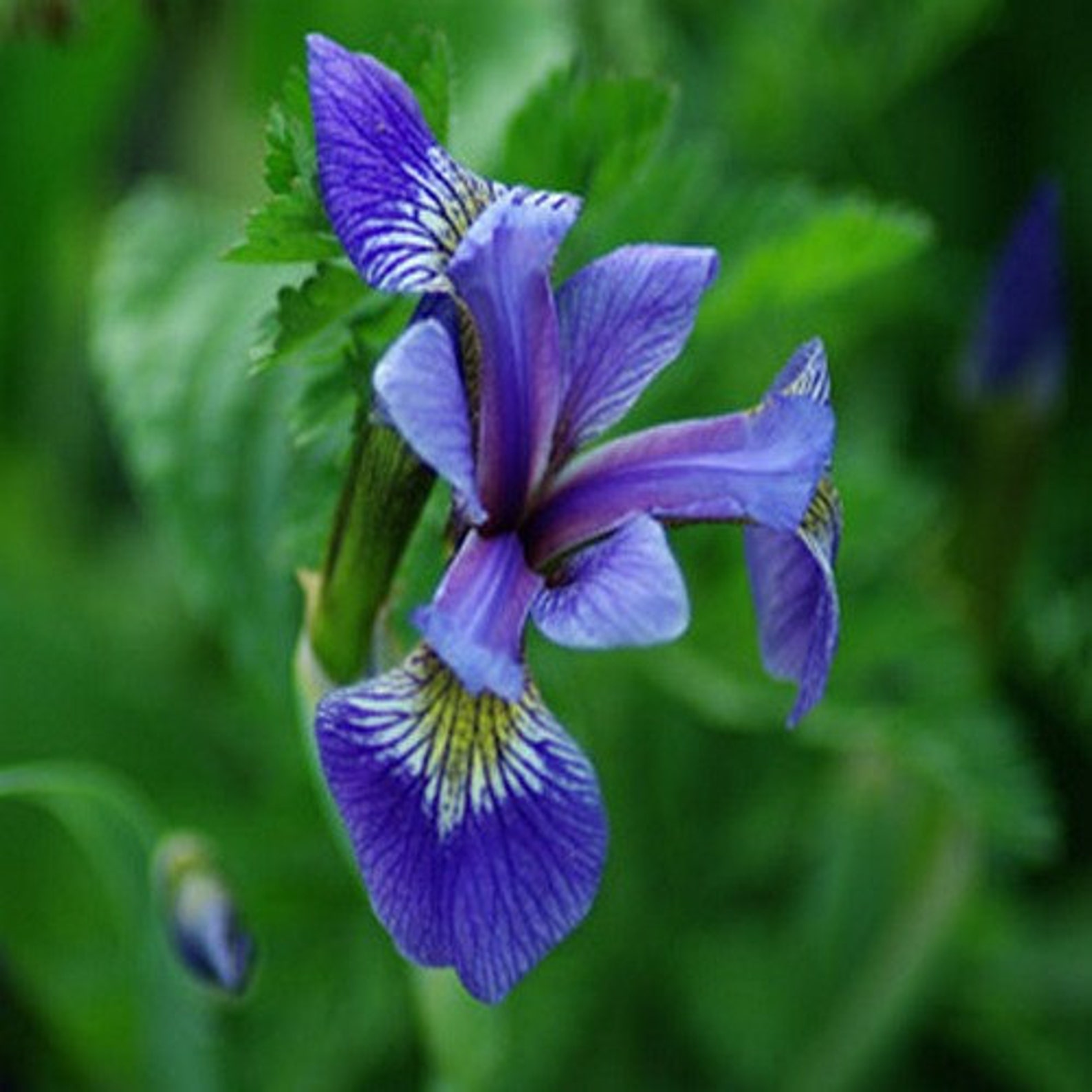Wild Blue Iris Flower Seeds (iris Missouriensis) 50+seeds - Etsy