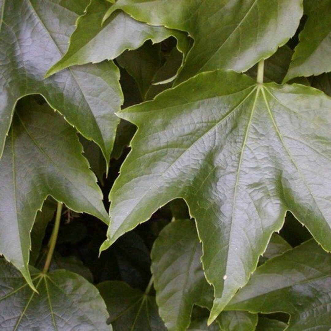 Boston Ivy Vine Seeds (parthenocissus Tricuspidata) 30+seeds - Etsy