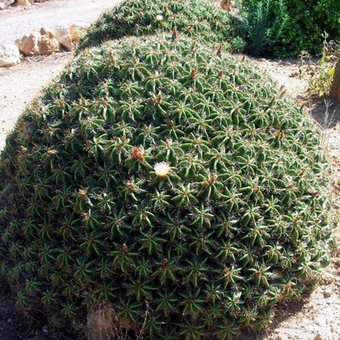 Clustering Barrel Cactus Seeds ferocactus Robustus 20seeds | Etsy