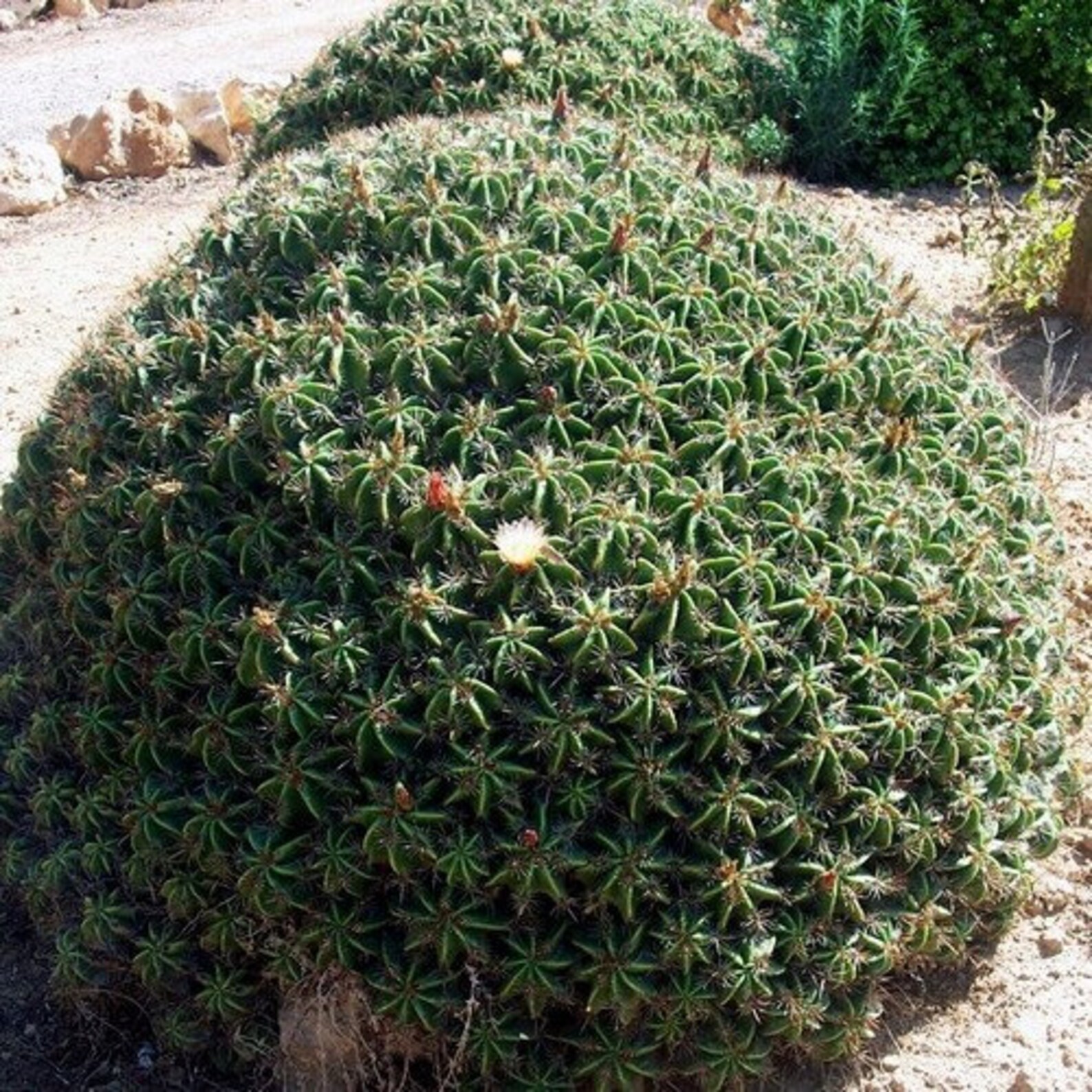 Clustering Barrel Cactus Seeds ferocactus Robustus 20seeds | Etsy
