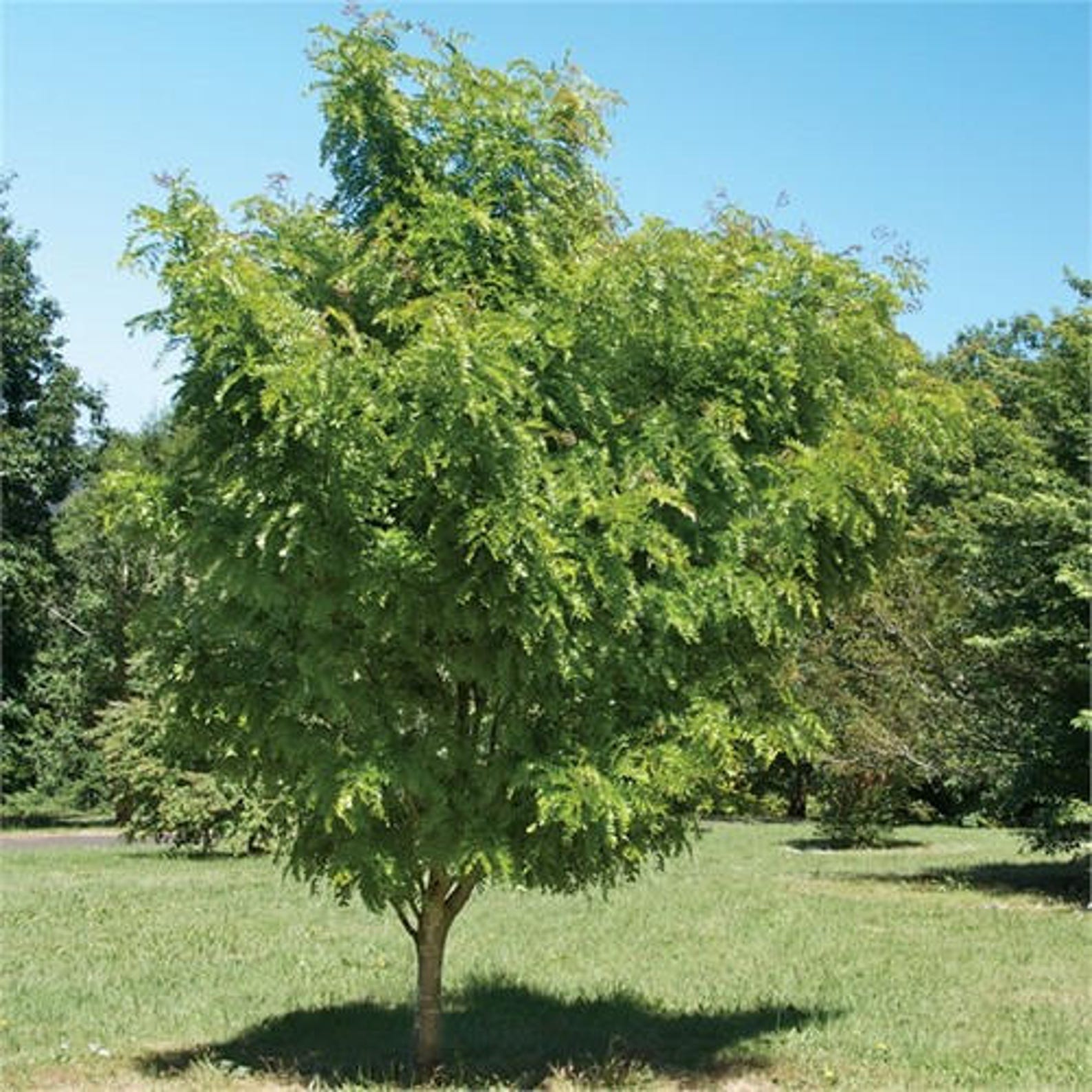 Chinese Honey Locust Tree Seeds gleditsia Sinensis 5seeds - Etsy