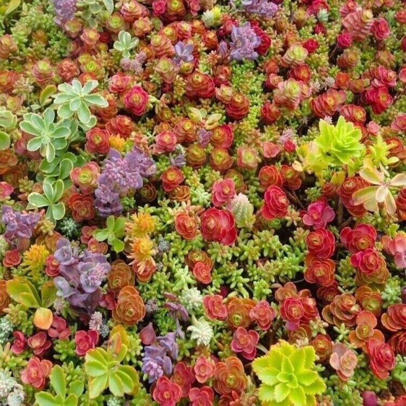 Sedum Mix Succulent Seeds (roof Garden Mix) 100+seeds - Etsy