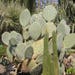 Giant Silver Dollar Cactus Seeds opuntia Robusta 25seeds - Etsy