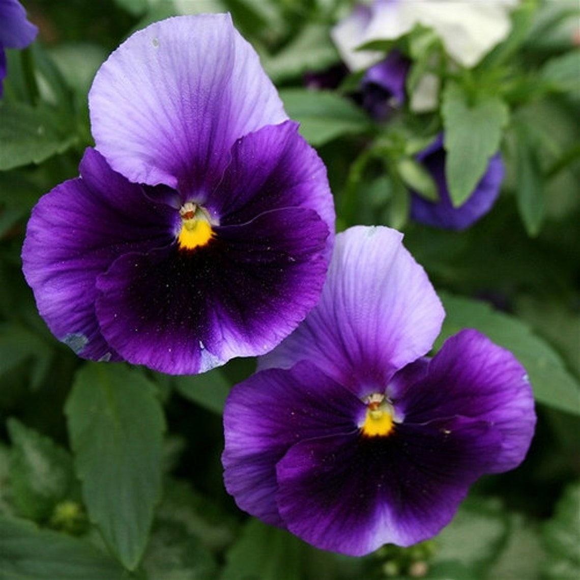 Pansy Giant Beaconsfield Flower Seeds viola X Wittrockiana | Etsy