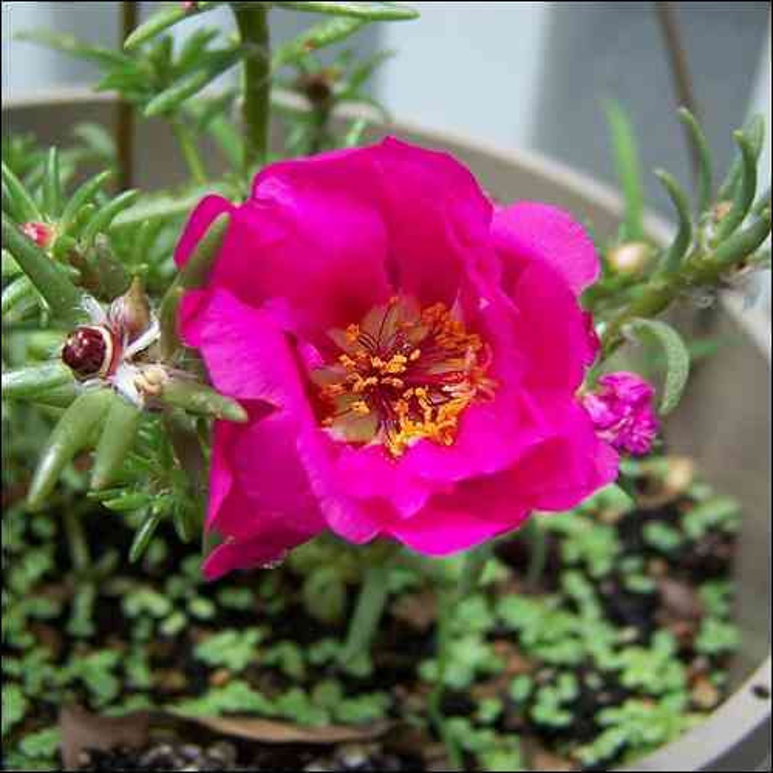 Portulaca Moss Rose Pink Ground Cover Seeds portulaca | Etsy