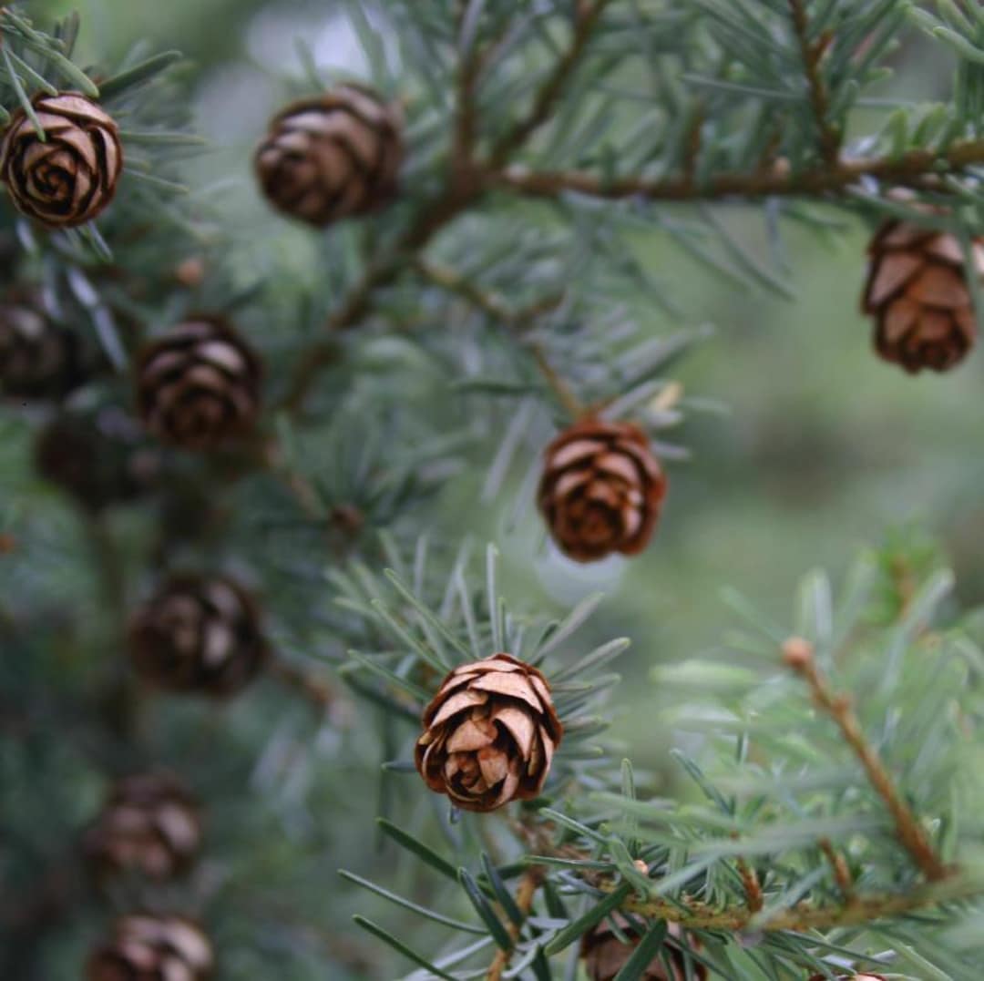 Western Hemlock Tree Seeds ( Tsuga Heterophylla) 25+seeds - Etsy