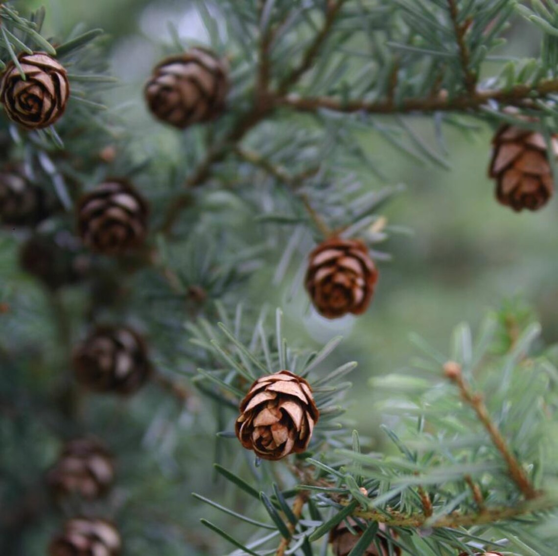 Western Hemlock Tree Seeds ( Tsuga Heterophylla) 25+seeds - Etsy