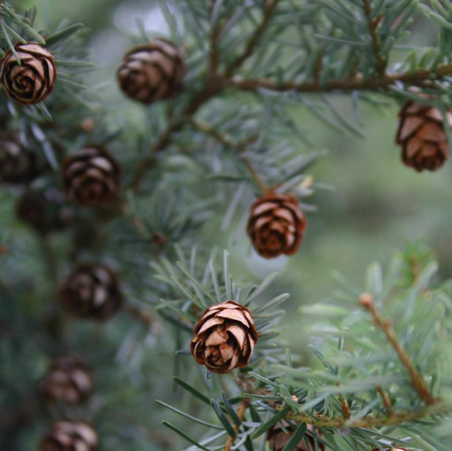 Western Hemlock Tree Seeds ( Tsuga Heterophylla) 25+seeds - Etsy