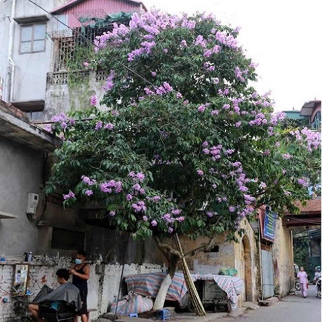 Thai Crape Myrtle Tree Seeds (lagerstroemia Floribunda) 50+seeds - Etsy