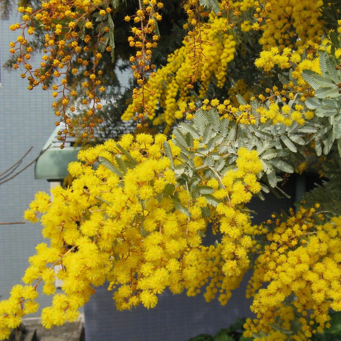 Golden Mimosa Tree Seeds (acacia Baileyana) 20+seeds - Etsy