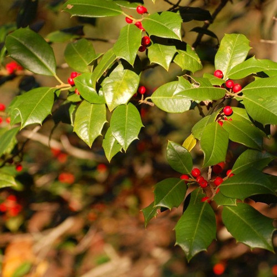American Holly Tree Seeds ilex Opaca 20seeds | Etsy