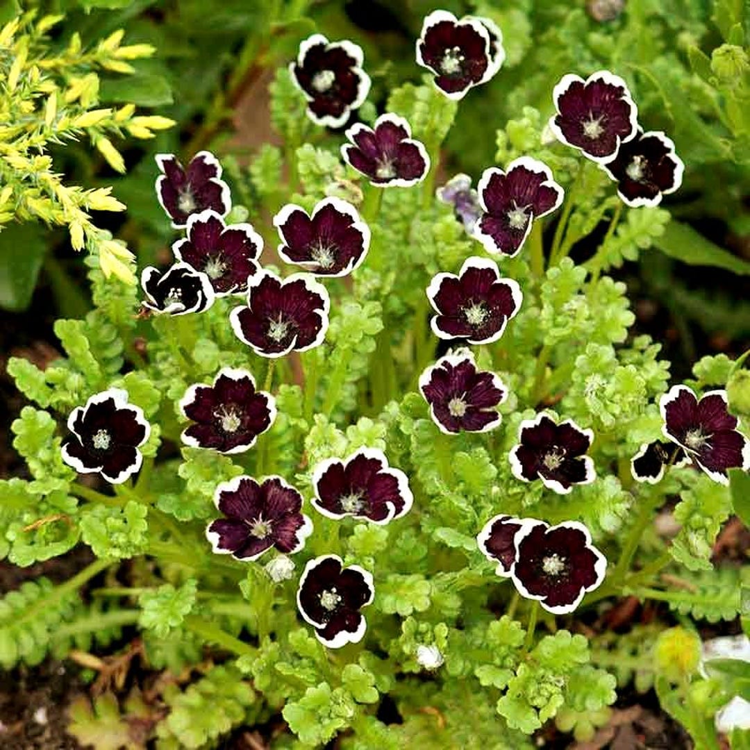 Pennie Black Flower Seeds (nemophila Discoidalis) 50+seeds - Etsy