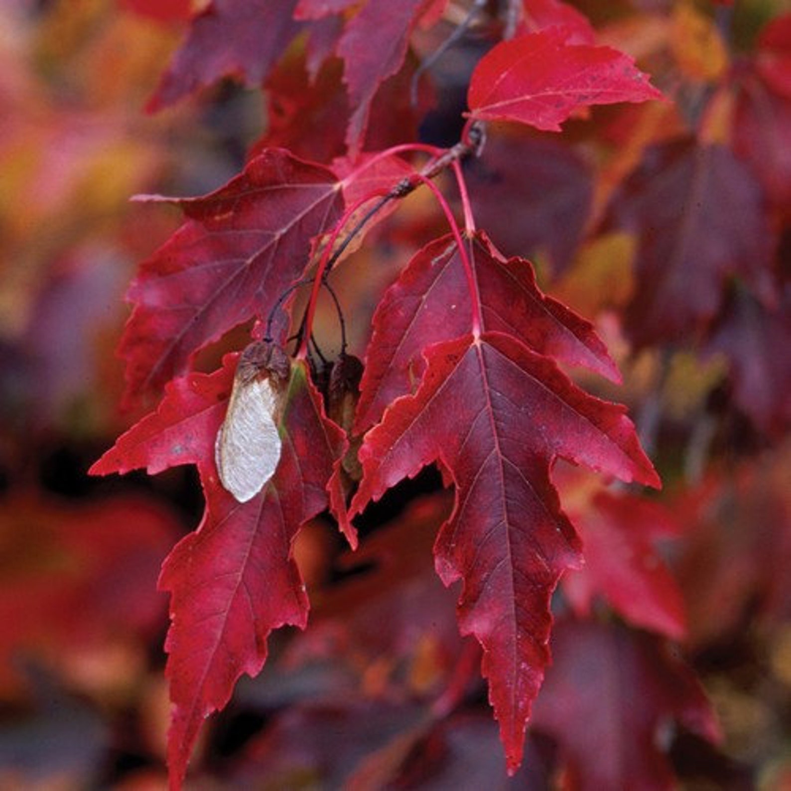Flame Amure Maple Tree Seeds ACER Tataricum Ginnala 15seeds - Etsy