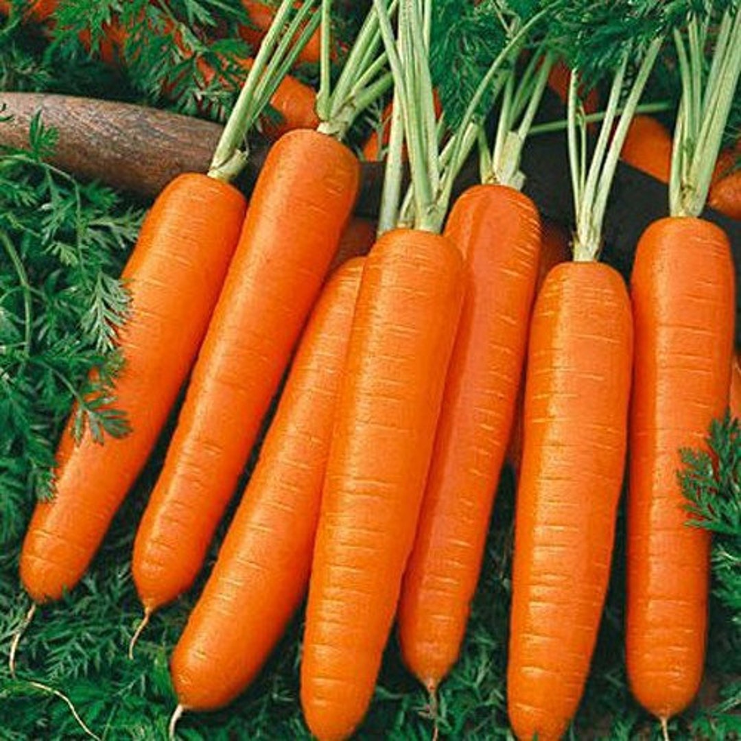 Carrot Scarlet Nantes Vegetable Seeds (daucus Carota) 50+seeds - Etsy