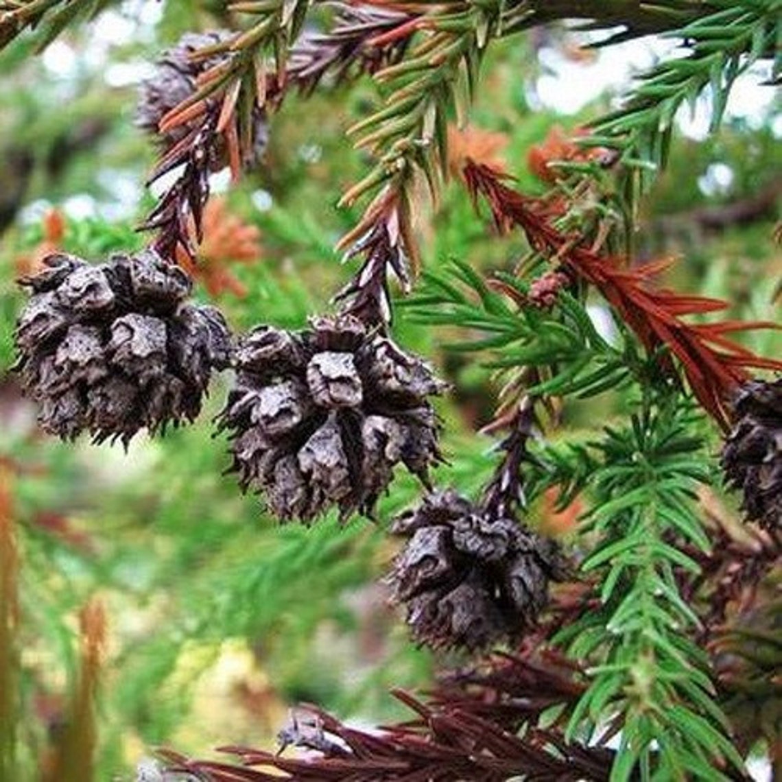 Japanese Red Cedar Tree Seeds cryptomeria Japonica 50seeds | Etsy