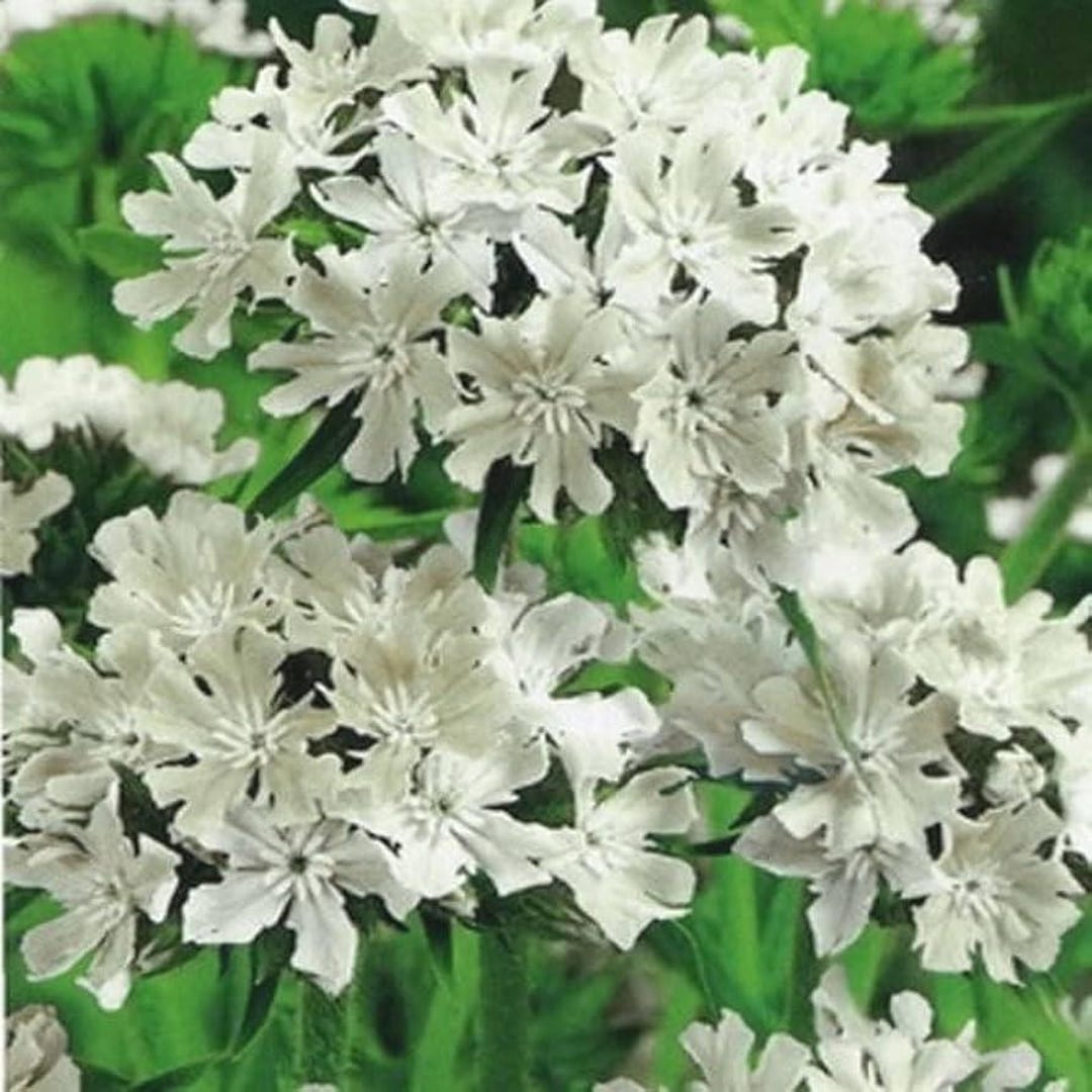 Lychnis Snowstar Flower Seeds (lychnis Viscaria Splendens) 100+seeds - Etsy