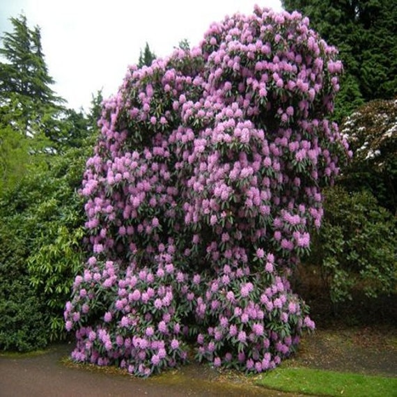 Rhododendron Bush