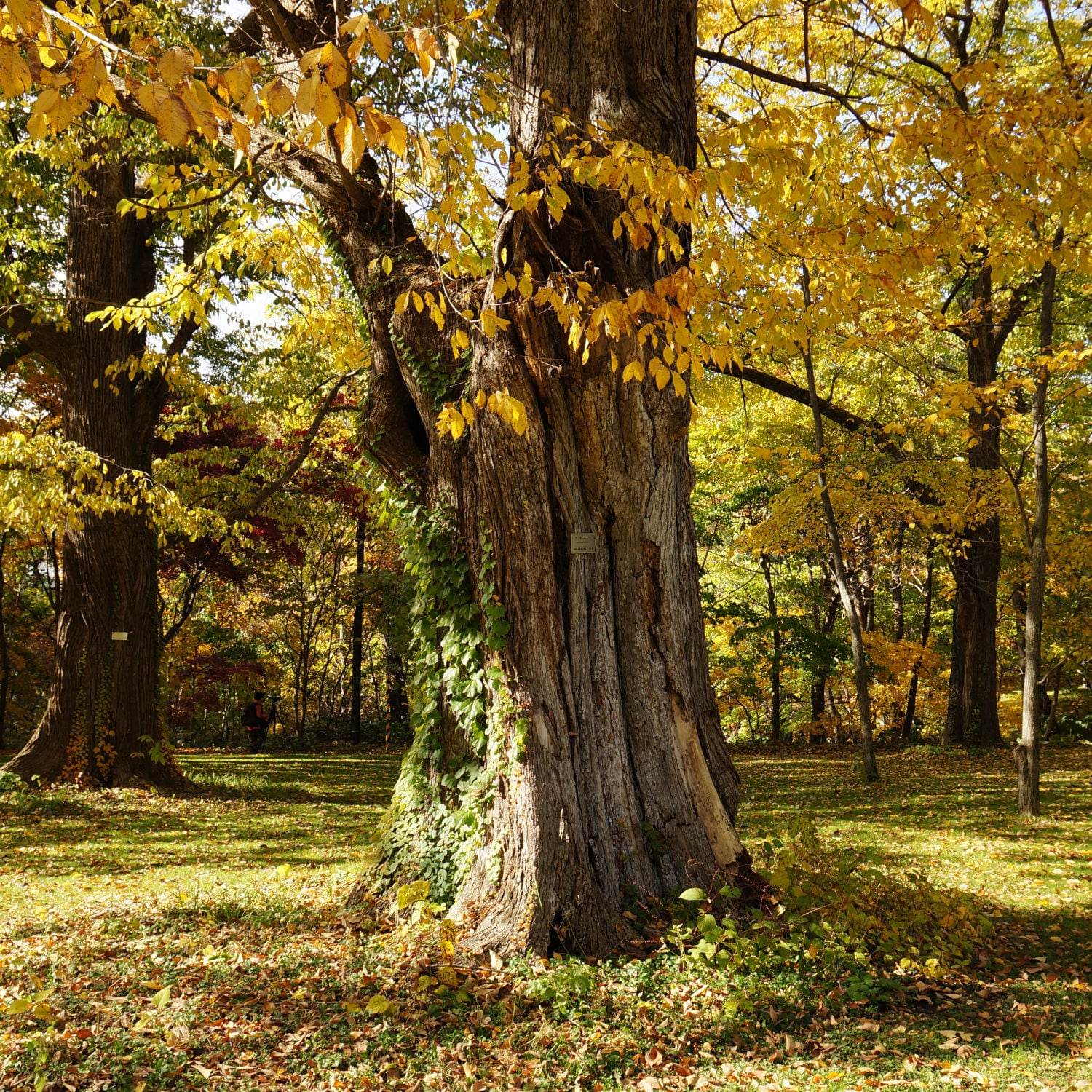 Japanese Elm Tree Seeds (ulmus Davidiana) 50+seeds - Etsy