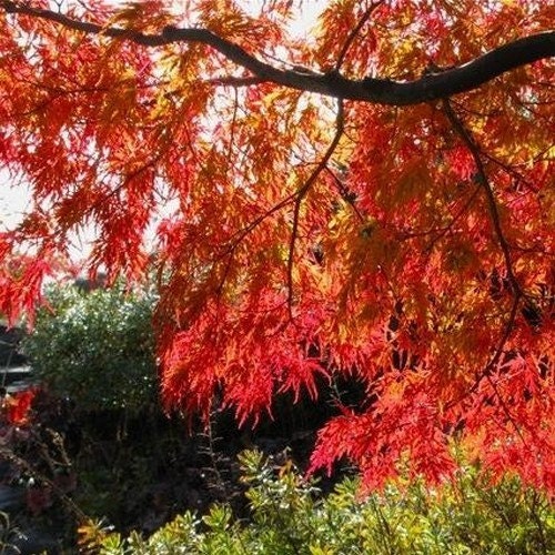 Flame Amure Maple Tree Seeds (ACER Tataricum Ginnala) 15+seeds - Etsy