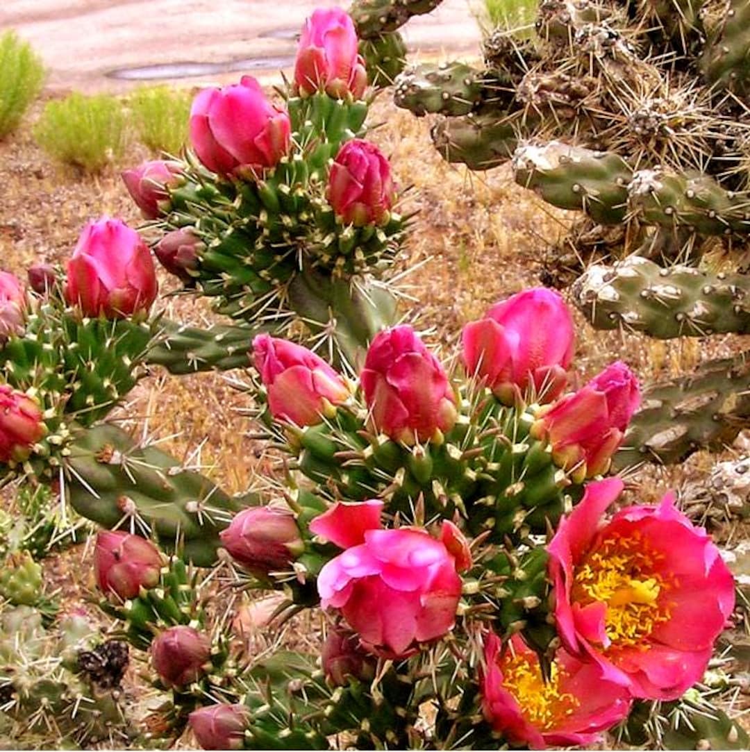 Cane Cholla Cactus Seeds (cylindropuntia Imbricata) 20+seeds - Etsy