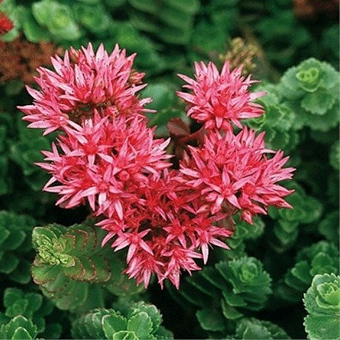 Sedum Summer Glory Succulent Seeds sedum Spurium 50seeds - Etsy